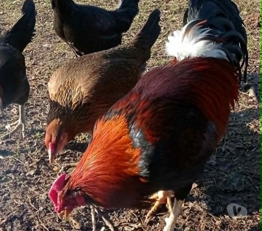 Disponible Coq du nord - Achat & vente animaux Pontivy - 56300 avec ...