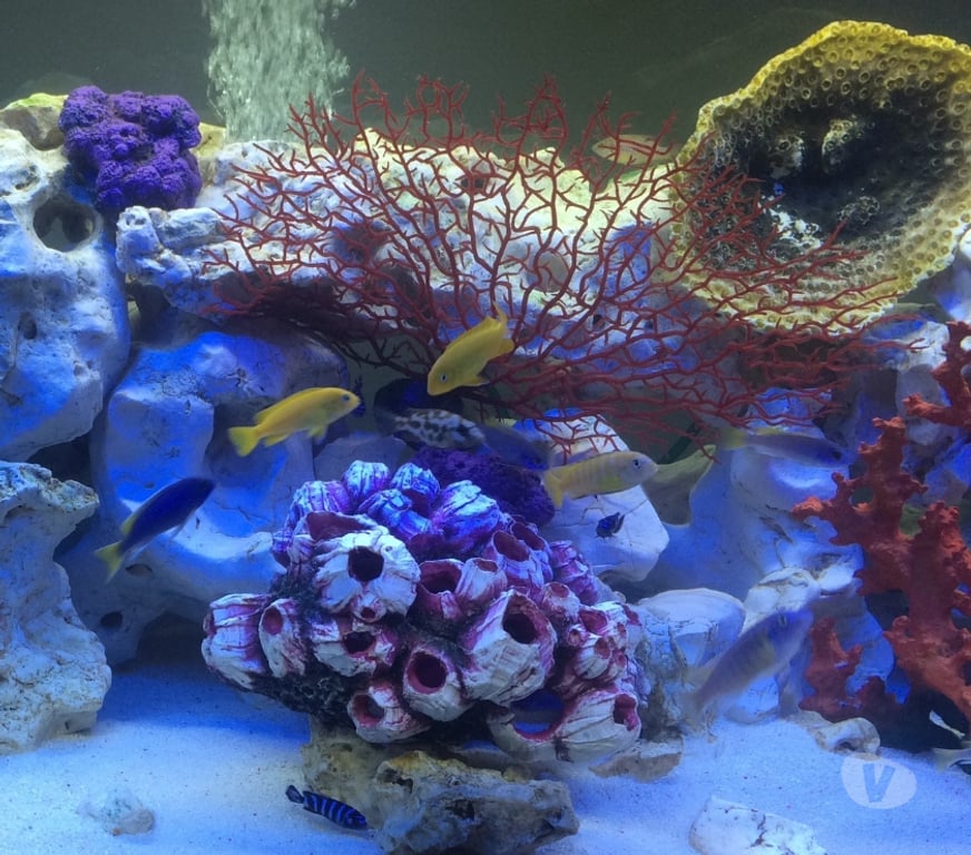 Affordable aquarium cleaning services Clapham High Street Station ...