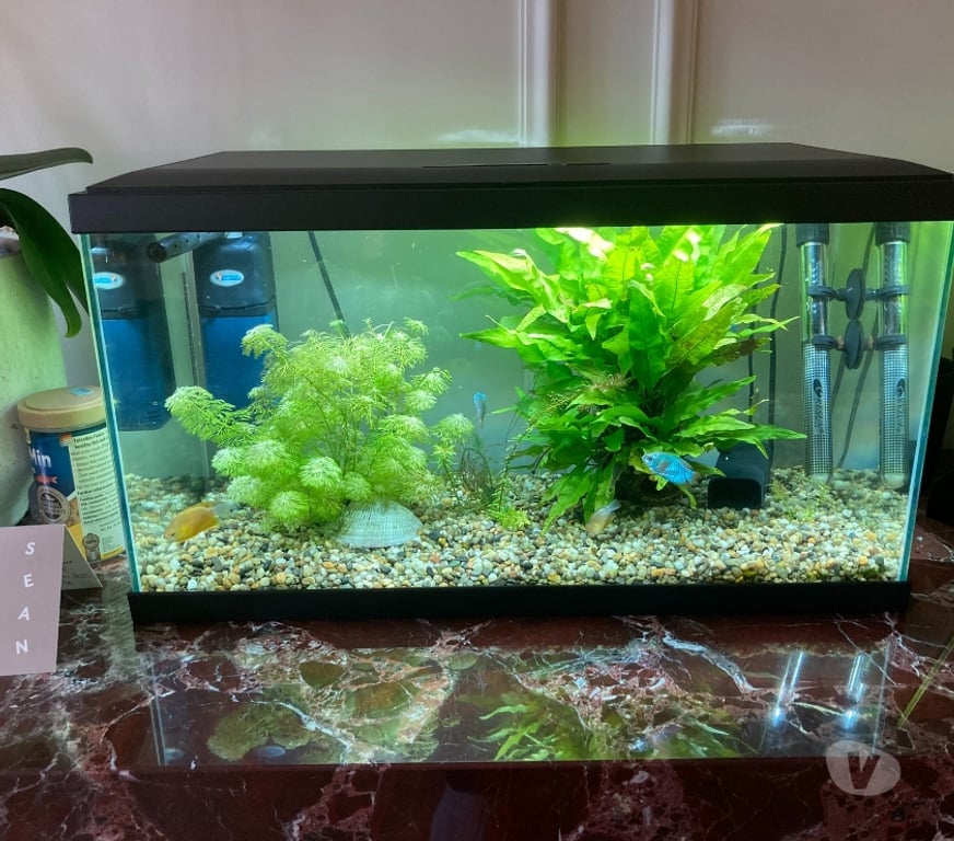 Affordable aquarium cleaning services Clapham High Street Station ...